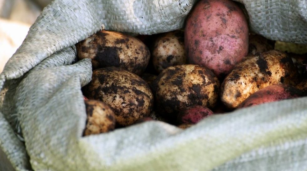 Burgonya nevelése otthon. Mi szól mellette és mi ellene? - Kreatív Farmer