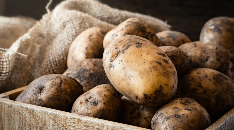 Burgonya nevelése otthon. Mi szól mellette és mi ellene? - Kreatív Farmer